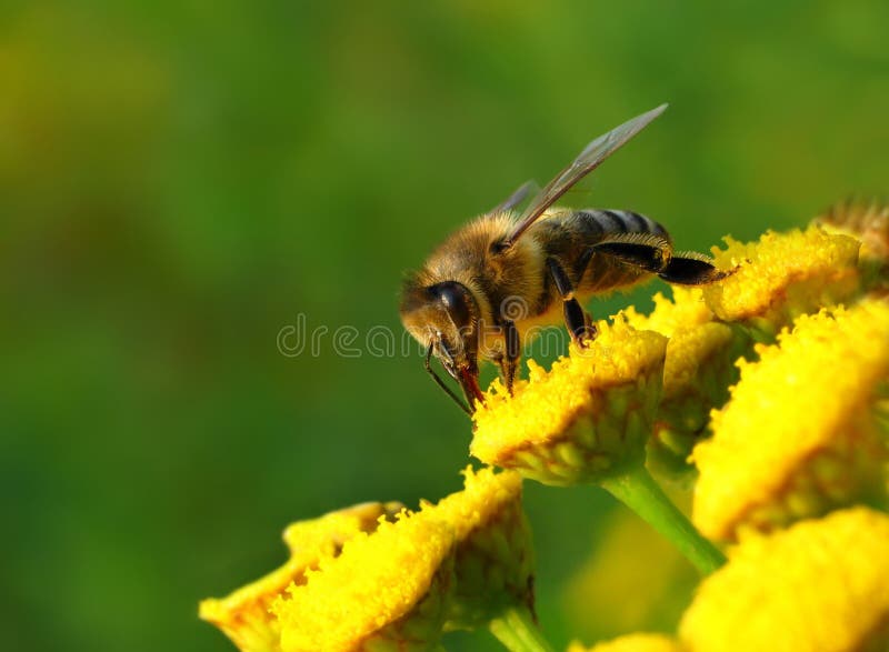 Abeja y flores foto de archivo. Imagen de macro, floral - 116911356