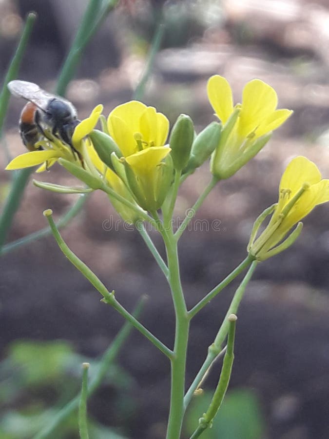 Abeja y flores hermosas foto de archivo. Imagen de verano - 108564958