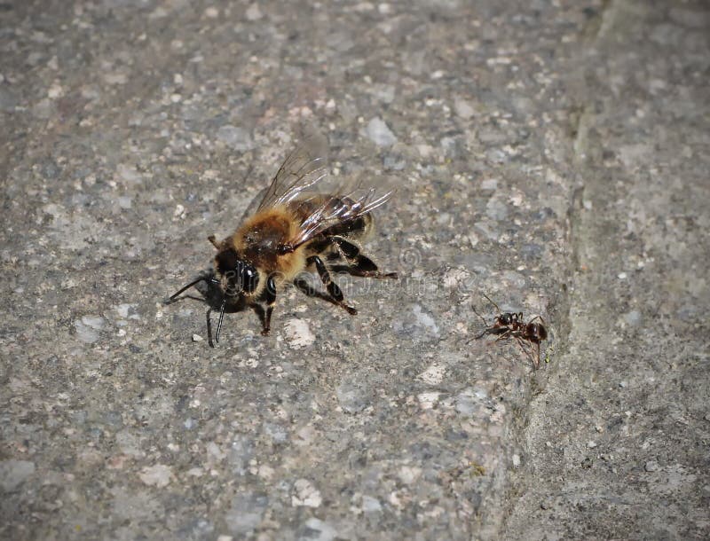 Abeja Y Hormiga En La Tierra Imagen de archivo - Imagen de verde ...