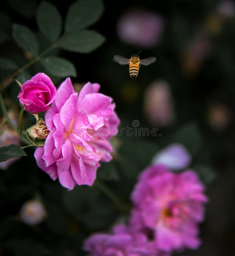 Abeja y la rosa imagen de archivo. Imagen de abeja, puerta - 92661113