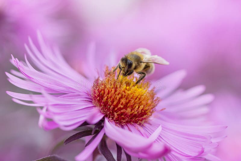 Abejas Con Flores Rosas Cercanas Foto de archivo - Imagen de alas ...