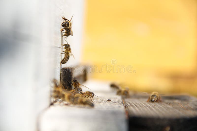 Abejas De La Colmena Su Colmena Imagen de archivo - Imagen de insectos ...