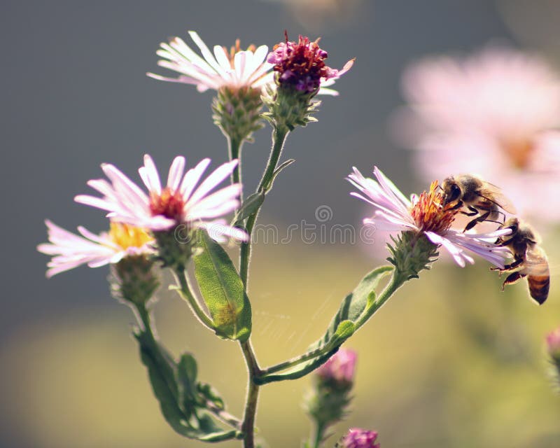 9,108 Abejas En Las Flores De La Rosa Fotos de stock - Fotos libres de ...