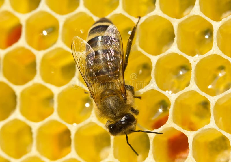 Abejas Del Trabajo En Colmena Foto de archivo - Imagen de video, cubo ... Abejas Del Trabajo En Colmena Foto de archivo - Imagen de video, cubo ...