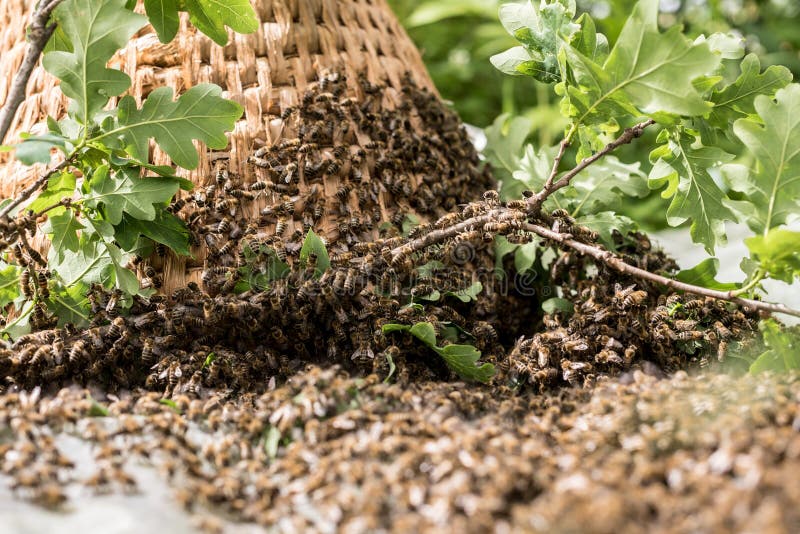 Abejas el pulular imagen de archivo. Imagen de abedul - 73311737