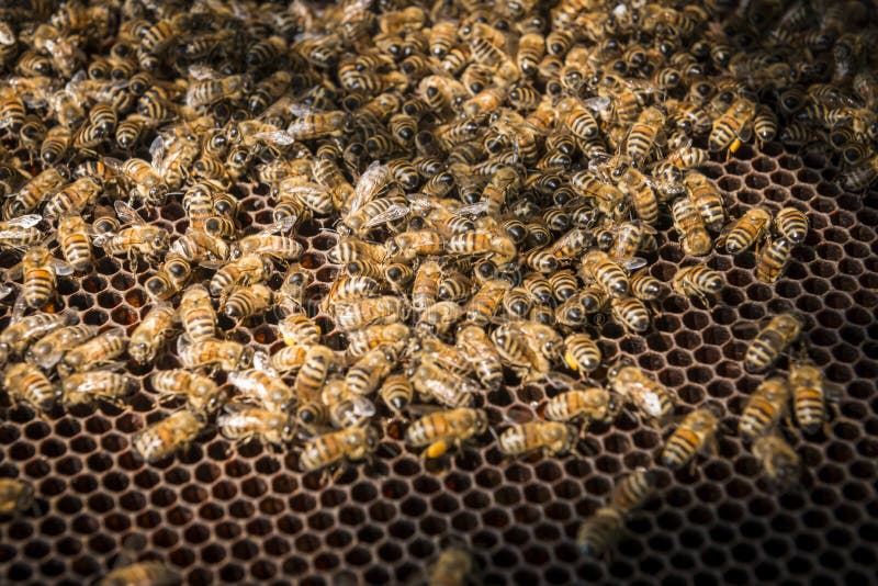 Abejas en colmena foto de archivo. Imagen de reina, funcionamiento ...