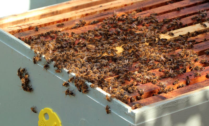 Abejas en colmena imagen de archivo. Imagen de animales - 26303007