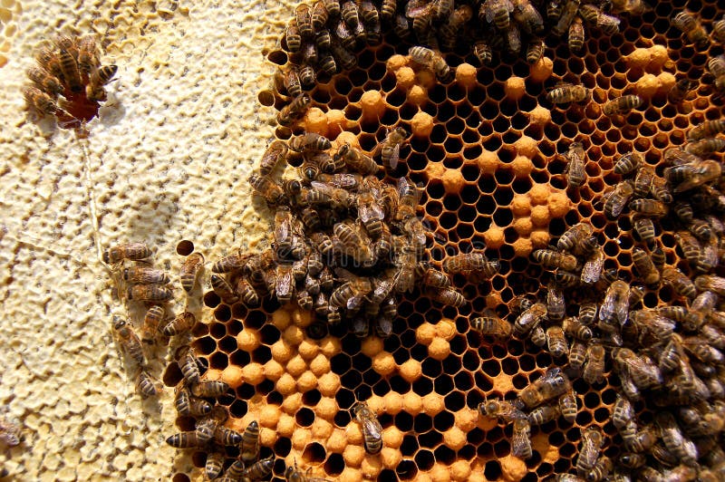 Abejas en el panal imagen de archivo. Imagen de abeja - 14924811