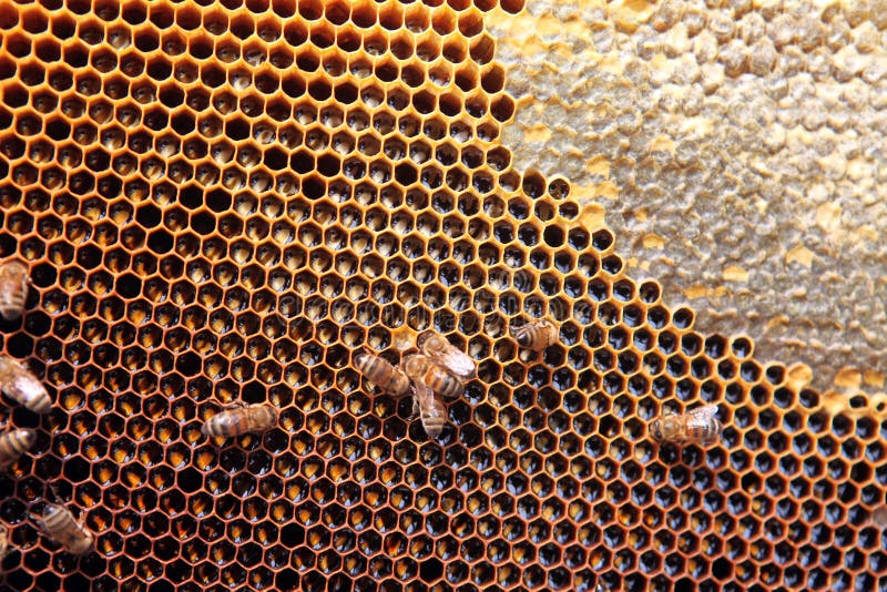 Abejas en el panal foto de archivo. Imagen de detalles - 63383404
