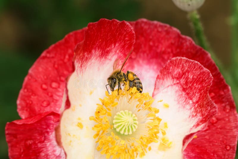 Abejas en flores foto de archivo. Imagen de parque, horizontal - 119871988