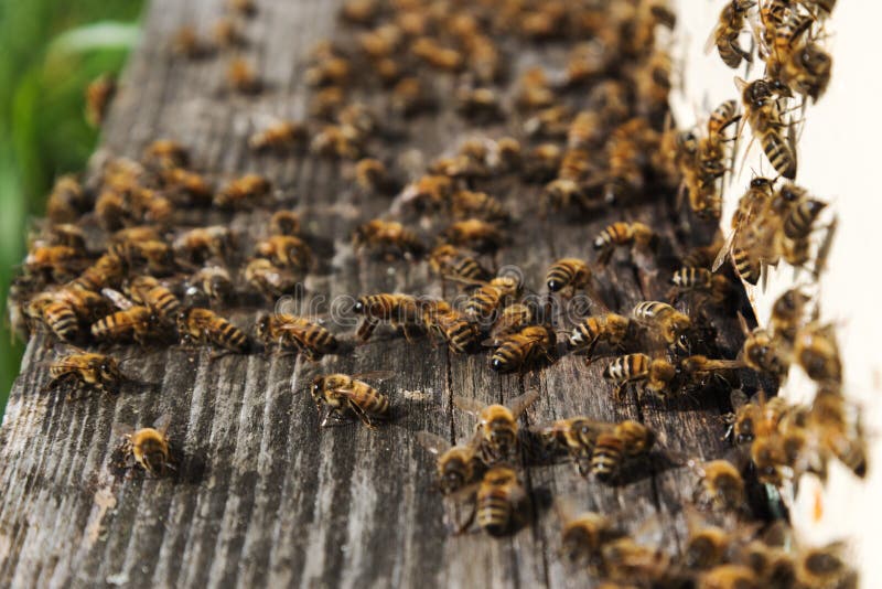 Abejas en la colmena foto de archivo. Imagen de mudanza - 73049236