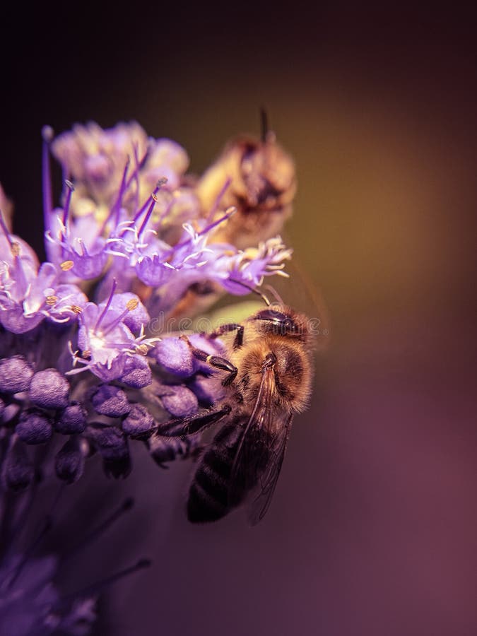 Abejas en la flor foto de archivo. Imagen de insecto - 223903350