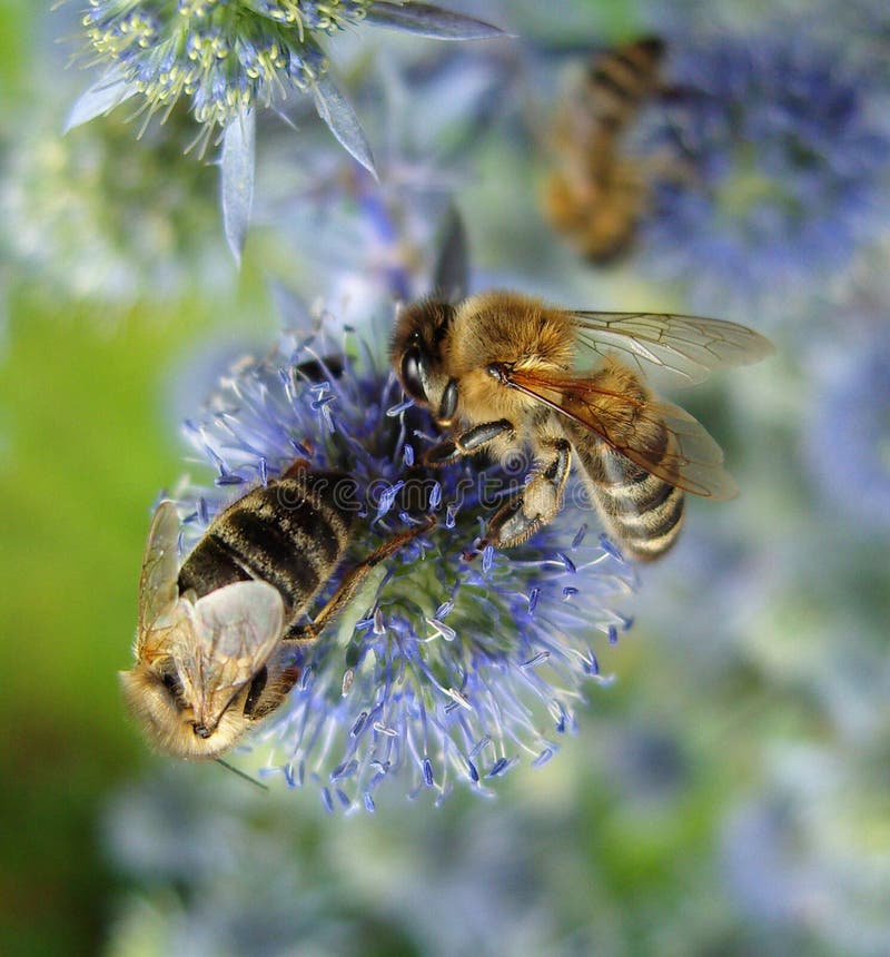 Abejas En Las Flores Azules. Foto de archivo - Imagen de agobiante ...