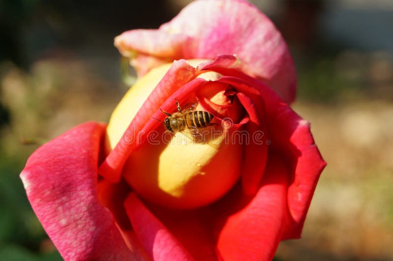 Abejas En Las Flores De La Rosa Imagen de archivo - Imagen de abeja ...