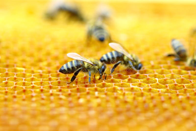 Abejas en panal foto de archivo. Imagen de primer, animales - 95818104