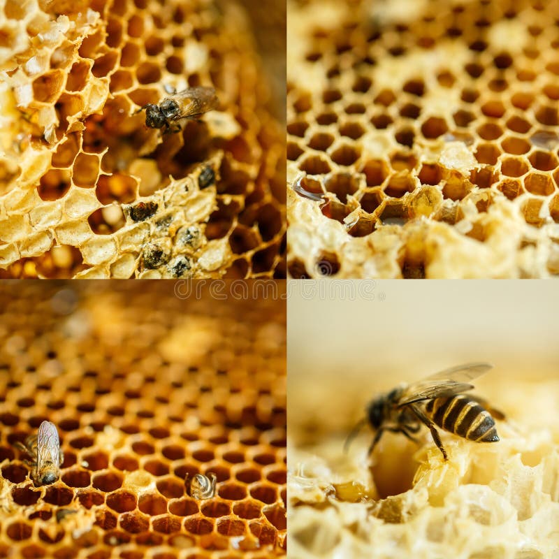 Collage de la apicultura imagen de archivo. Imagen de colmena - 28817489