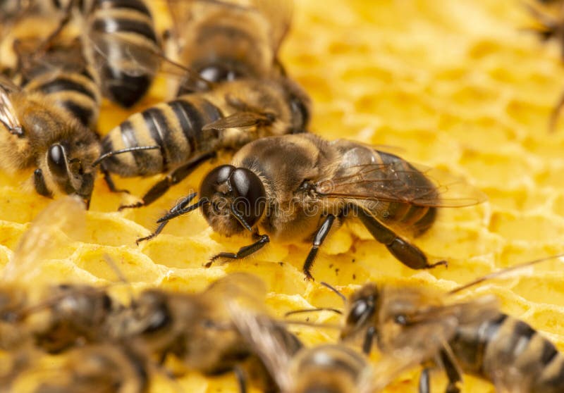 Abejas Grandes De Drone Abeja De Miel Macho Foto de archivo - Imagen de ...