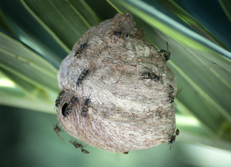 Abejas mexicanas foto de archivo. Imagen de picadura - 59992656