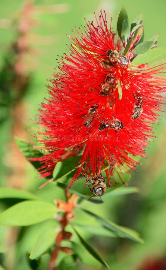 Abejas Que Recogen La Miel En La Flor Roja, Primer Foto de archivo ...