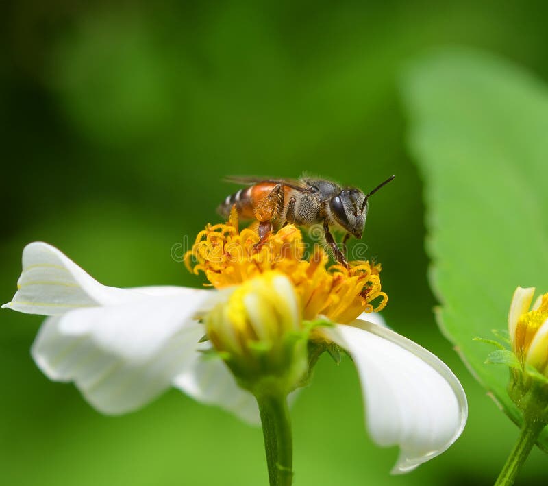 Abejas a una flor foto de archivo. Imagen de abejas - 112952610