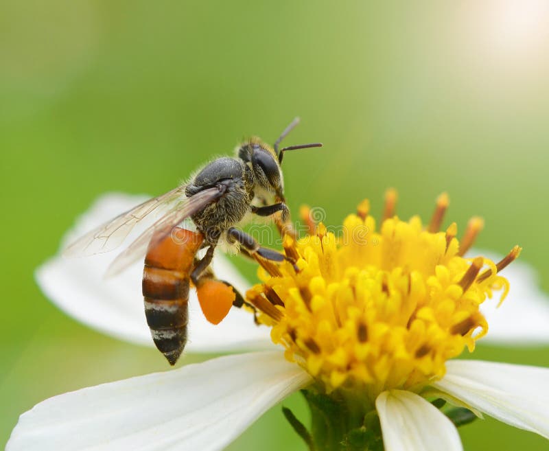 Abejas a una flor imagen de archivo. Imagen de blanco - 112980689