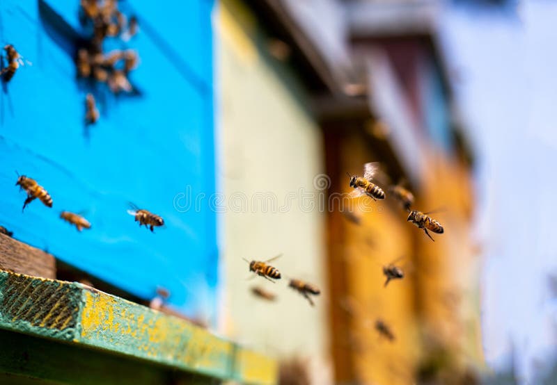 Abejas Volando Entrando En Colmena Imagen de archivo - Imagen de ...