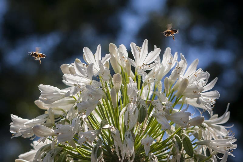 Abejas y flor imagen de archivo. Imagen de cubo, abeja - 33521863