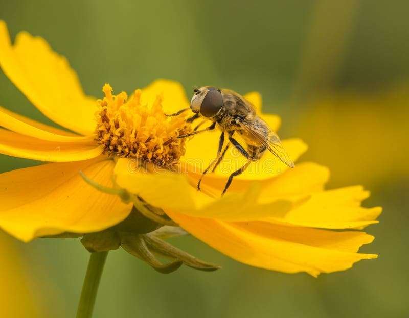 Abejas y flores foto de archivo. Imagen de alimento, resorte - 37407286