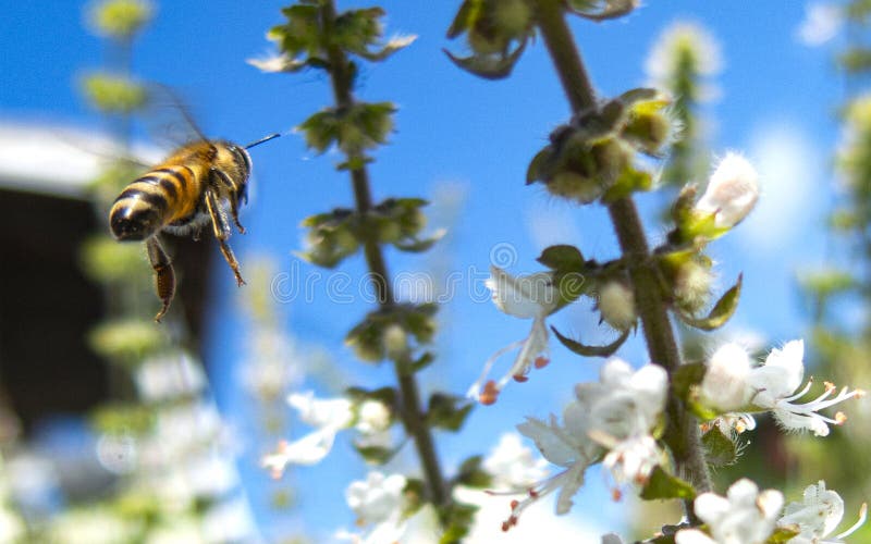 Low Flight of a Bee on a Flower Stock Photo - Image of plant, flower ...