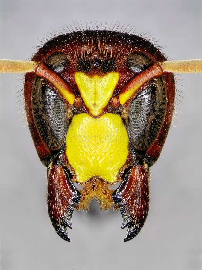 Face De Formiga Extrema Perto Da Macro Fotografia Imagem de Stock ...