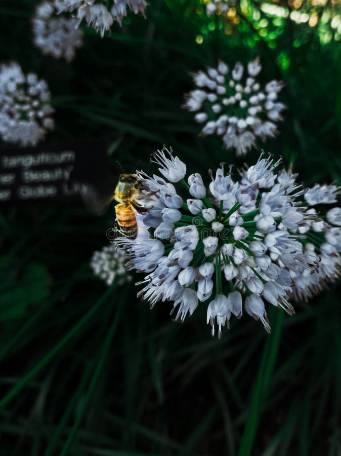 Abelha De Mel Polinizando Algumas Flores Roxas. Imagem de Stock ...
