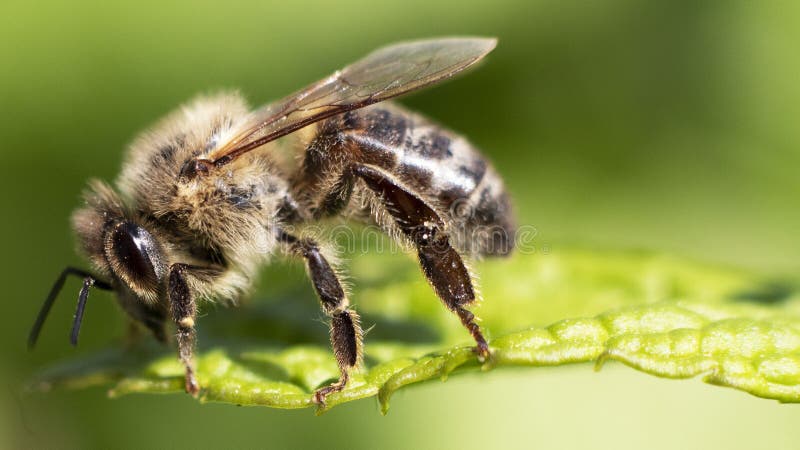 Abelha Na Folha De Mel De Insetos Da Primavera Imagem de Stock - Imagem ...