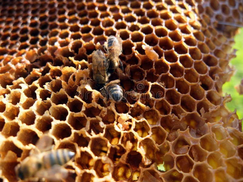 Abelhas no favo de mel imagem de stock. Imagem de colmeia - 68258377