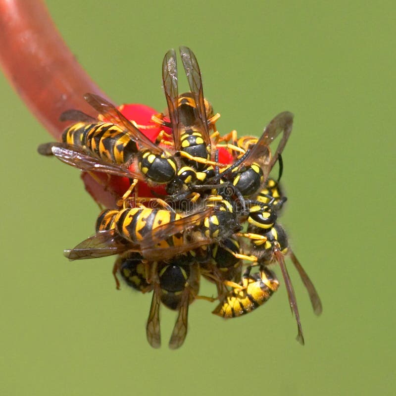 Abelhas pulular foto de stock. Imagem de nave, preto, alimentador - 880846