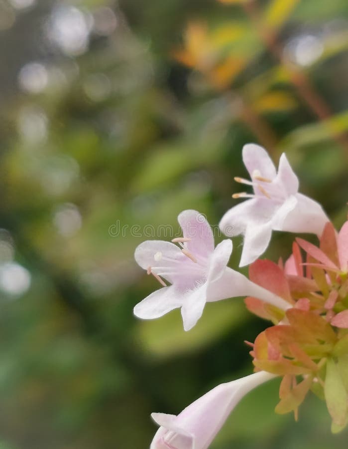 Biflor Stock Photos - Free & Royalty-Free Stock Photos from Dreamstime