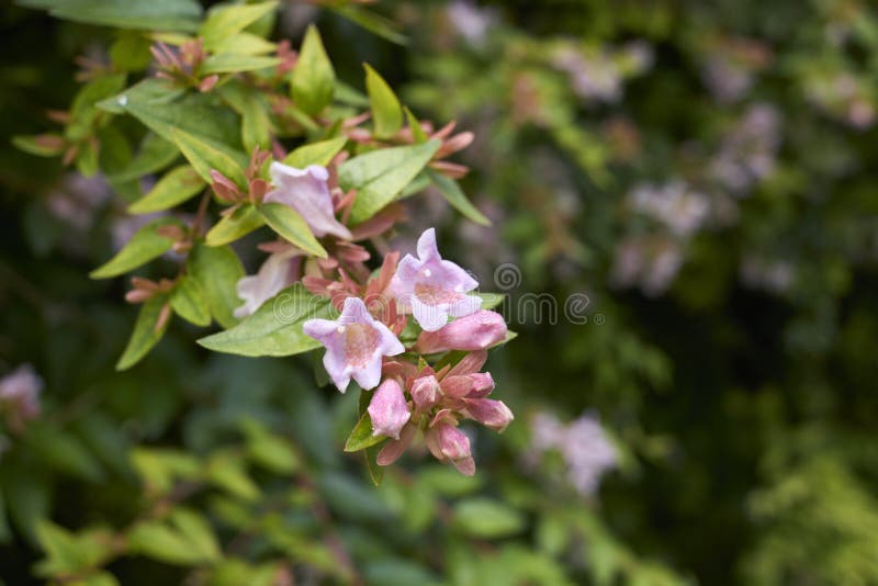 Abelia Grandiflora Shrub in Bloom Stock Photo - Image of abelia ...