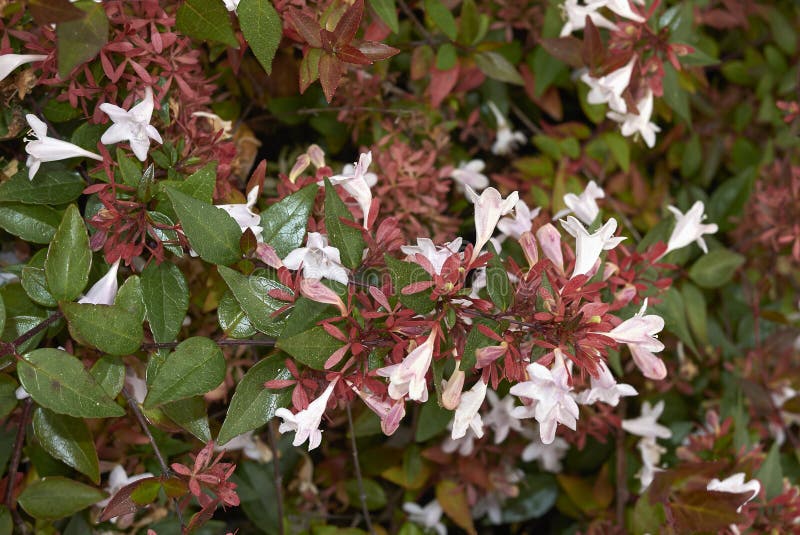 Abelia shrub inflorescence stock photo. Image of grandifolia - 111709056