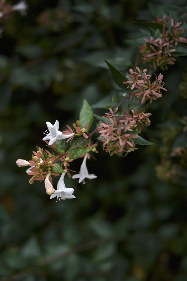 Abelia shrub inflorescence stock image. Image of branch - 113827203
