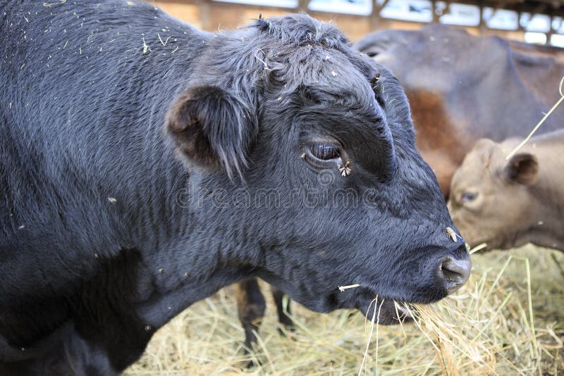 Aberdeen Angus é Raça Do Gado Imagem de Stock - Imagem de prado, preto ...