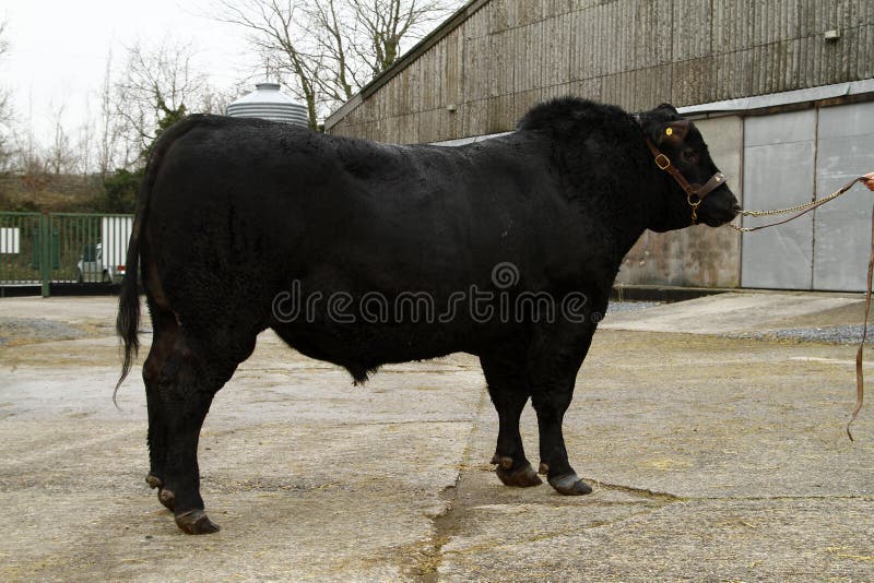 Byk rasy Aberdeen Angus obraz stock. Obraz złożonej z naturalnie - 37281277