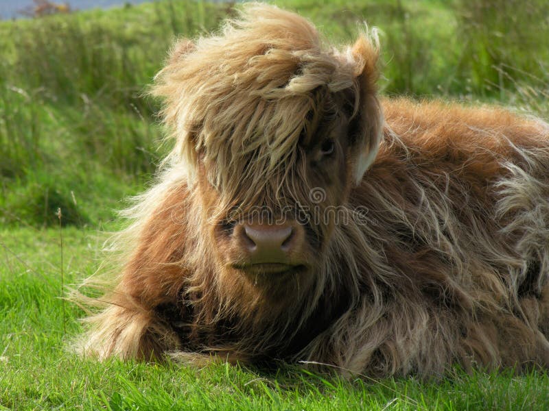 Aberdeen Angus, Highland Cow Stock Photo - Image of closeup, farming ...