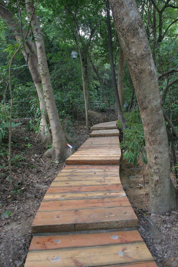 A Path through a Wood in the Fall. Stock Photo - Image of beautiful ...