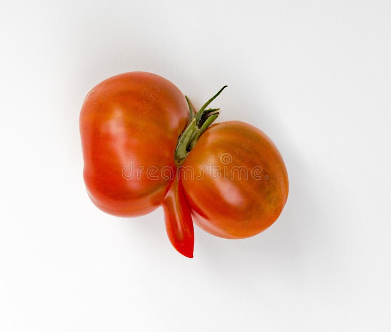 Aberrant Tomato stock image. Image of lycopersicum, lycopene - 78126105