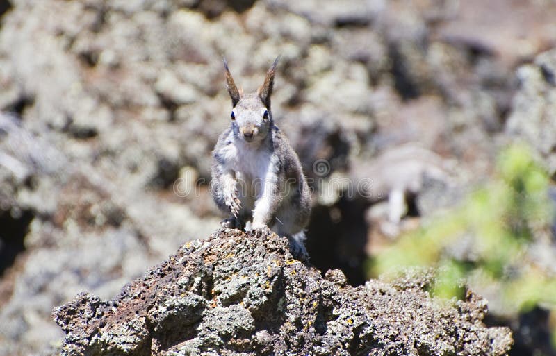 Abert s Squirrel stock photo. Image of rodentia, momentarily - 55273456