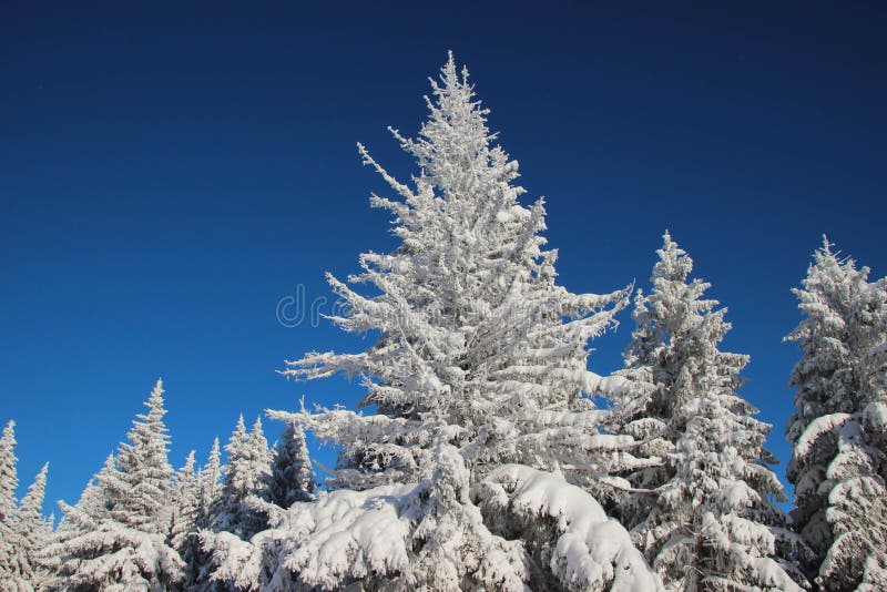 Paesaggio Di Inverno Con Gli Abeti Nella Bufera Di Neve Della Neve ...