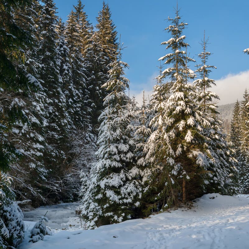 Pini innevati sul tramonto immagine stock. Immagine di festa - 78889089