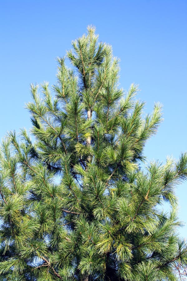 Árbol De Abeto En Un Parque Foto de archivo - Imagen de objeto, parque ...