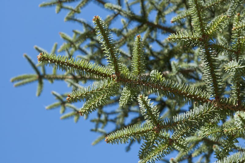 Abeto español foto de archivo. Imagen de cubo, abeto - 38716546