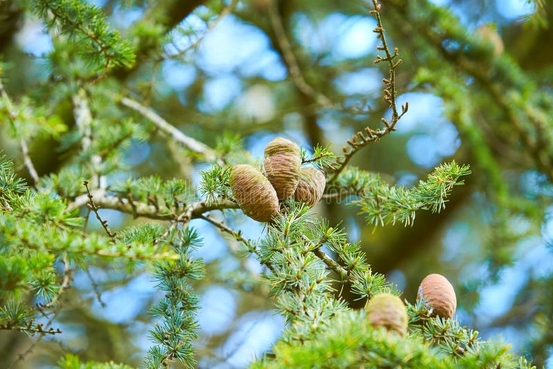 Abetos Abies Koreana Silberlocke Con Conos En Rama. Agujas De Abeto ... Abetos Abies Koreana Silberlocke Con Conos En Rama. Agujas De Abeto ...