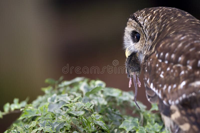 Streifeneule mit Maus stockbild. Bild von halloween, tier - 8757857